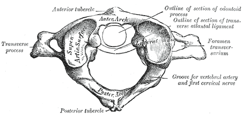 Transverse Foramen Of Cervical Vertebrae