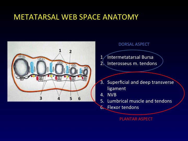 Intertarsal Space